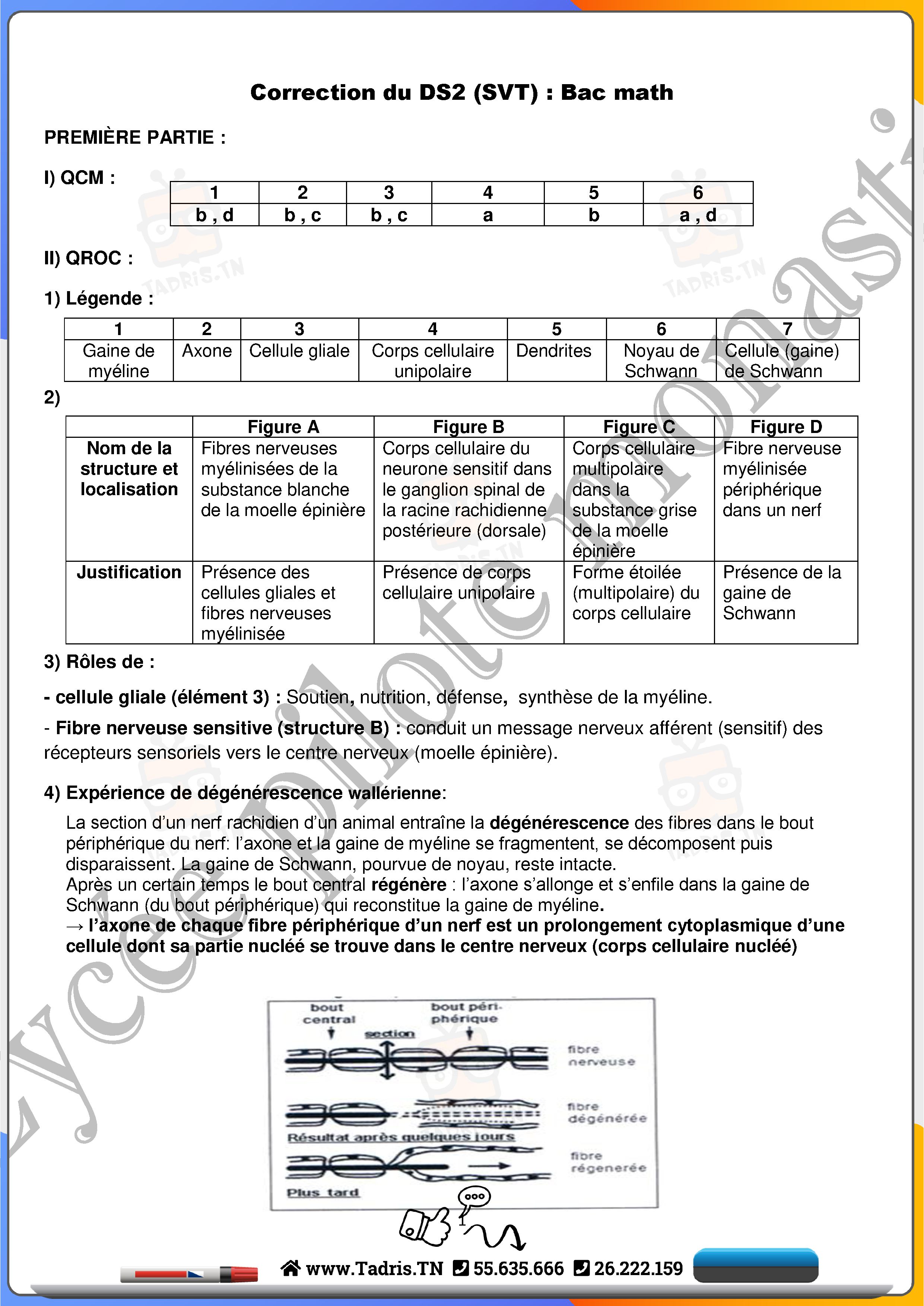 ≡ Résumé : Les fonctions du testicule – Partie I : Anatomie et ...